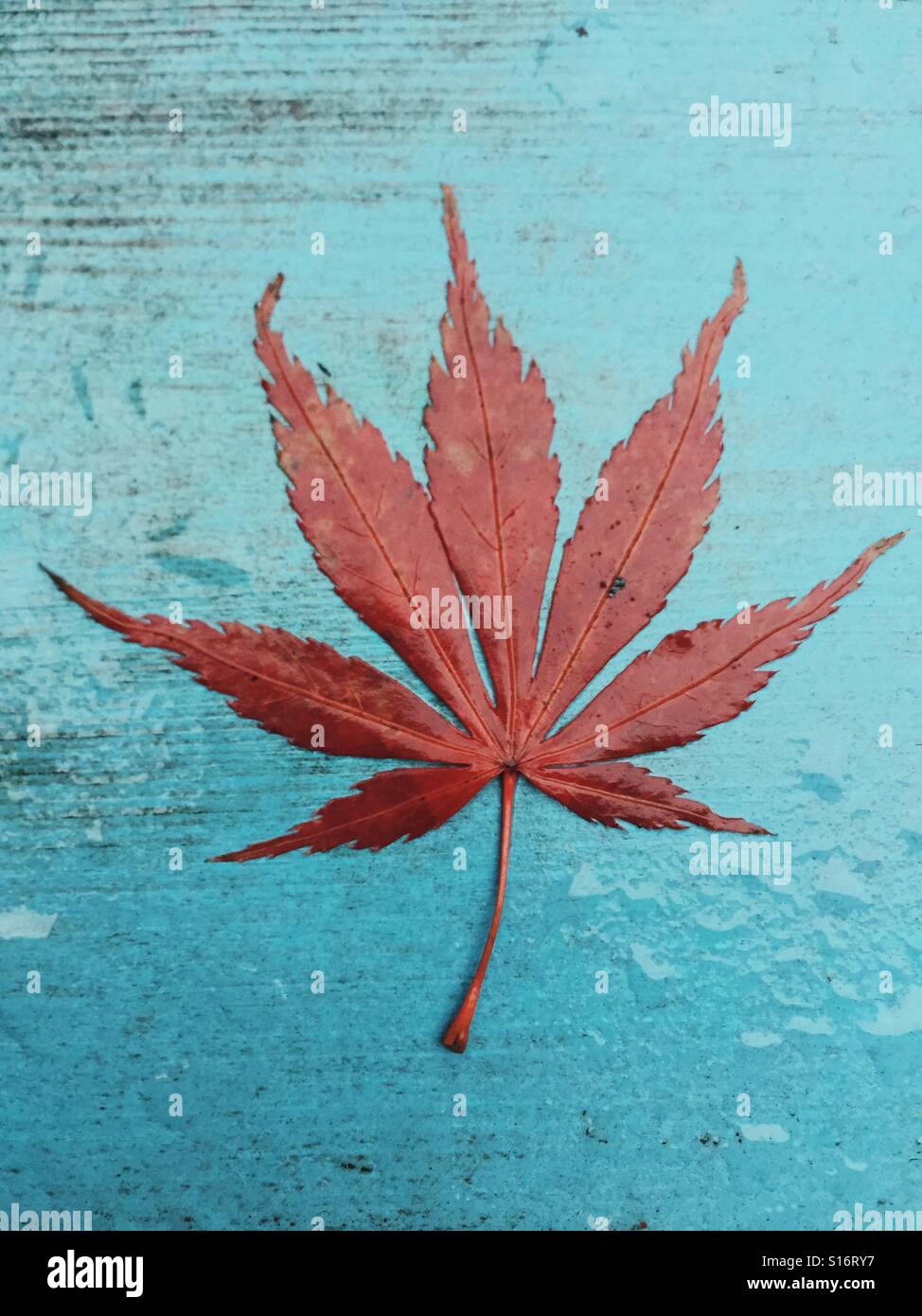 Moody leaf hi-res stock photography and images - Alamy