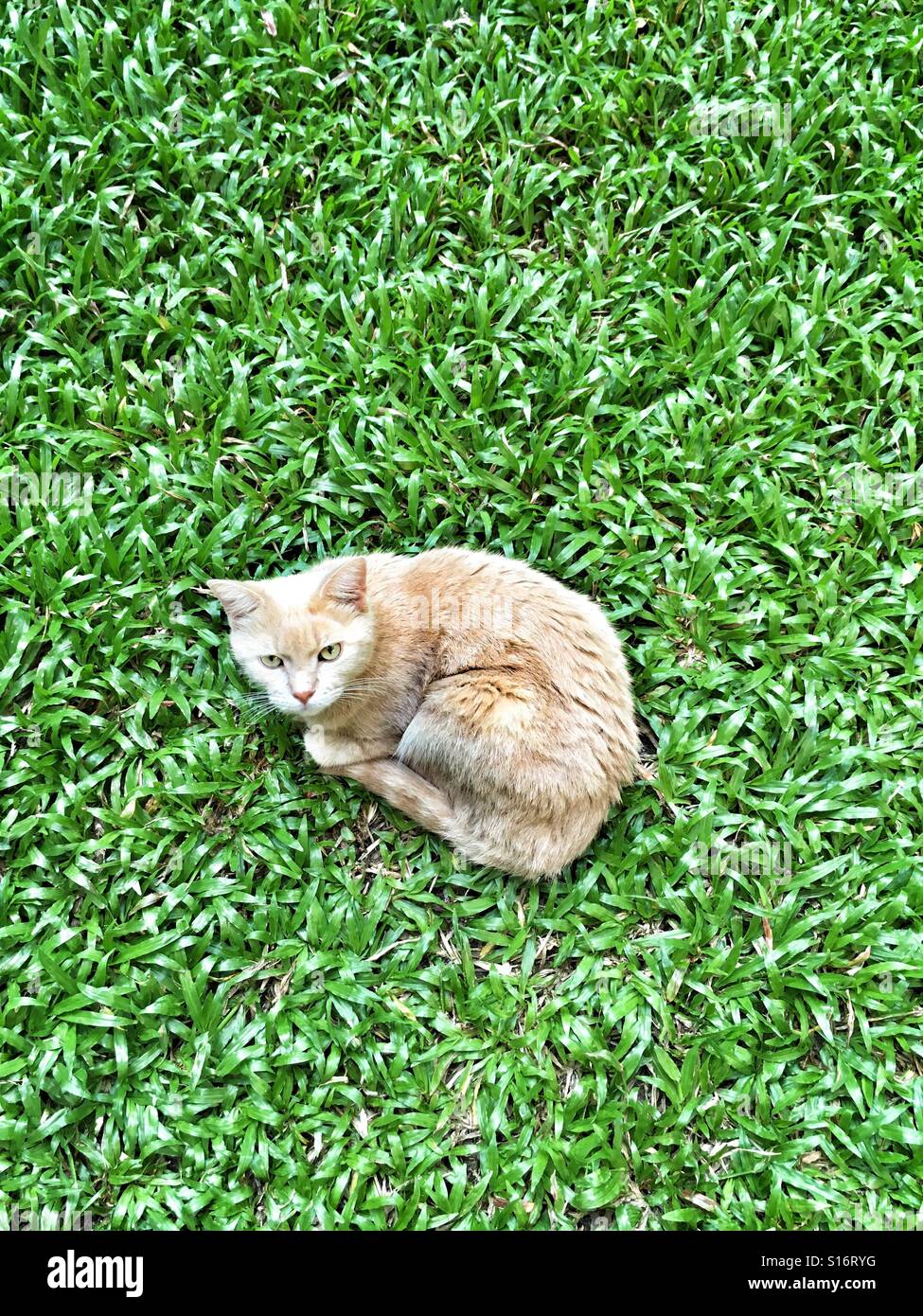 Cat on the lawn hi-res stock photography and images - Alamy