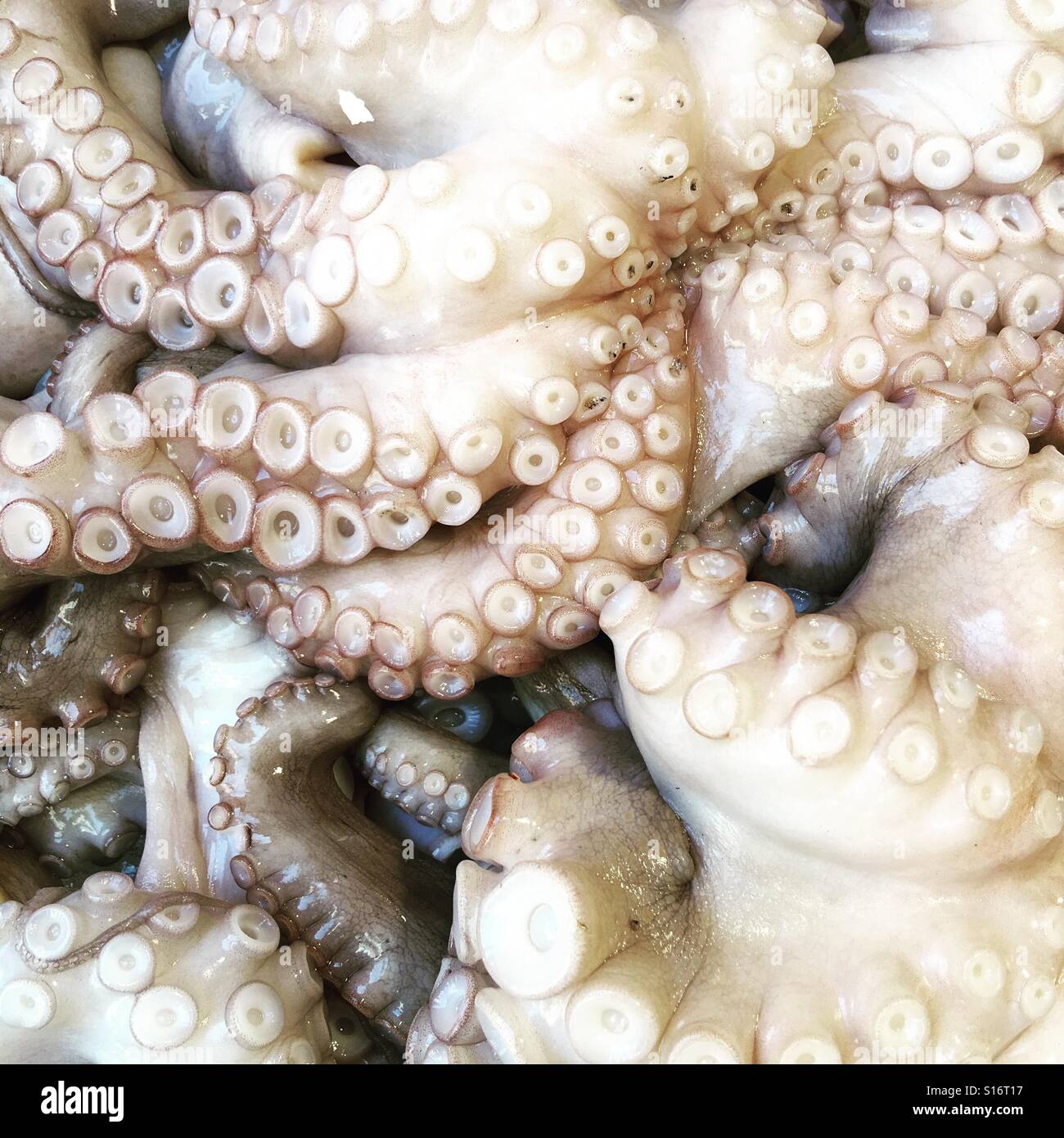 Tentacles squid hi-res stock photography and images - Alamy