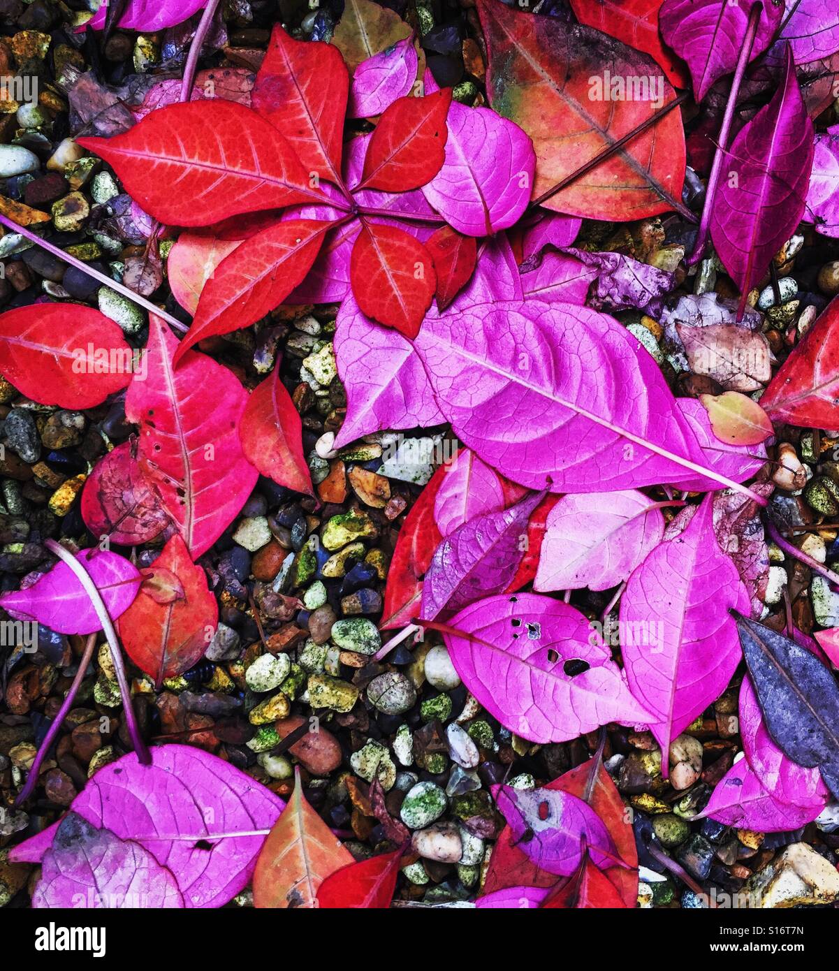 Saturated pink color hi-res stock photography and images - Alamy