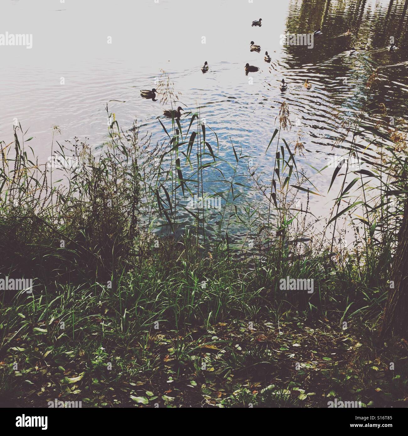 Settling pond hi-res stock photography and images - Alamy