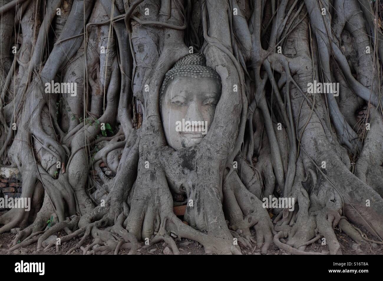 Siddharta tree hi-res stock photography and images - Alamy