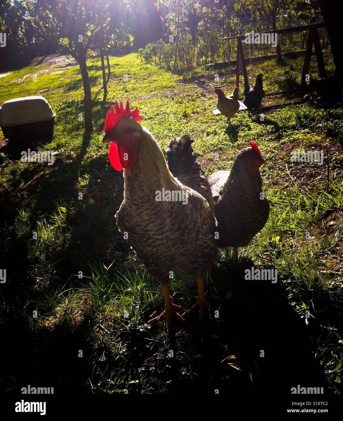 Rooster chickens hi-res stock photography and images - Alamy