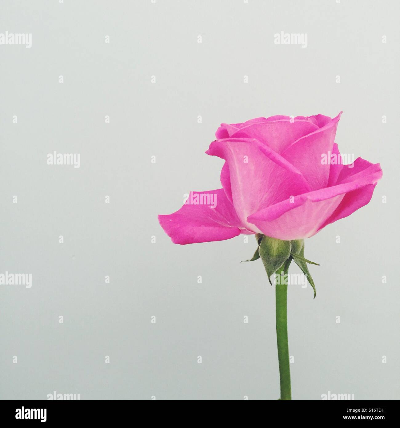 Single pale pink rose flower hi-res stock photography and images - Alamy