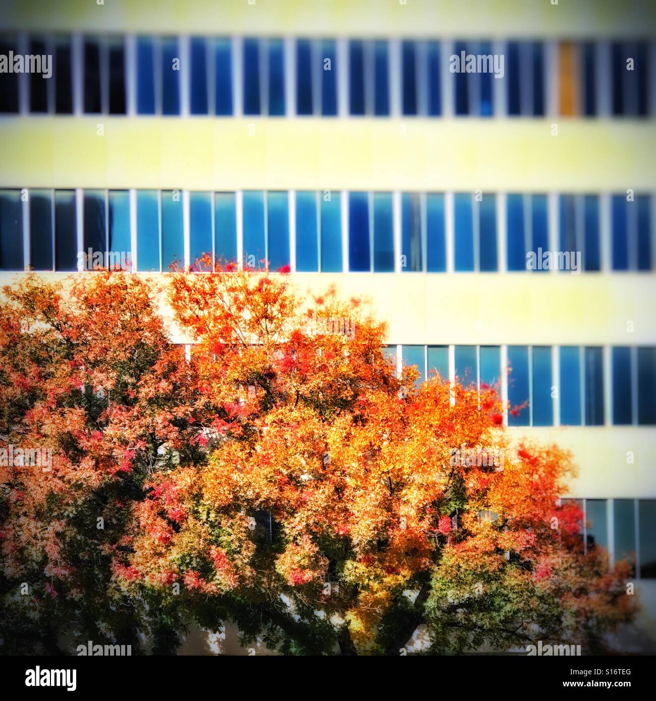 Fall leaves next to an office building Stock Photo - Alamy
