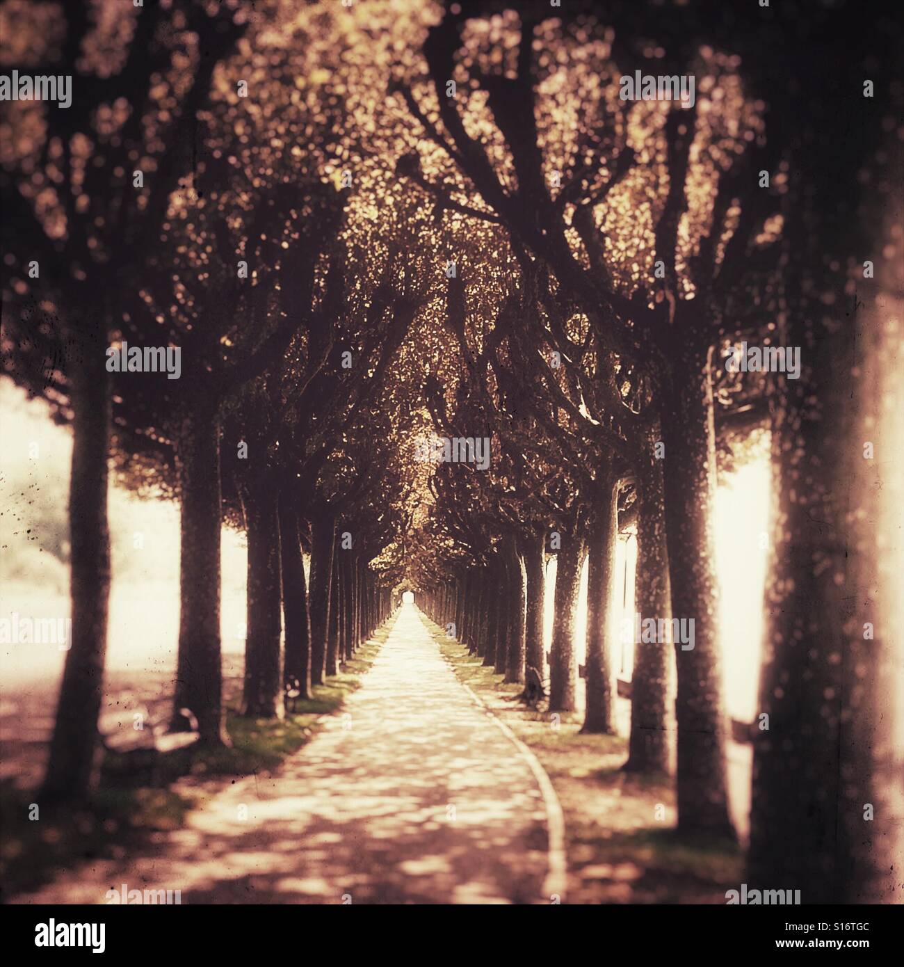 Arch tree lined avenue hi-res stock photography and images - Alamy