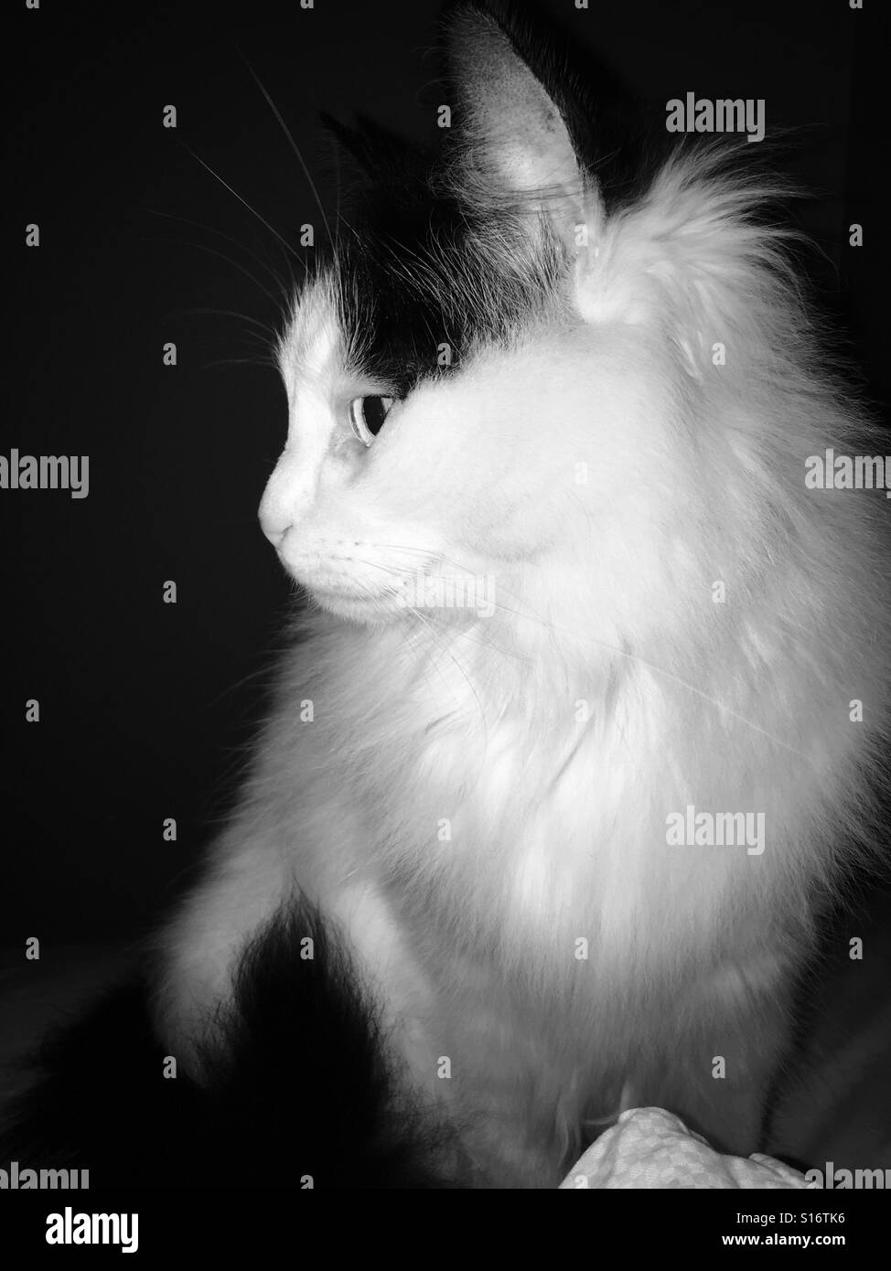 Black and white feline Black and White Stock Photos & Images - Alamy