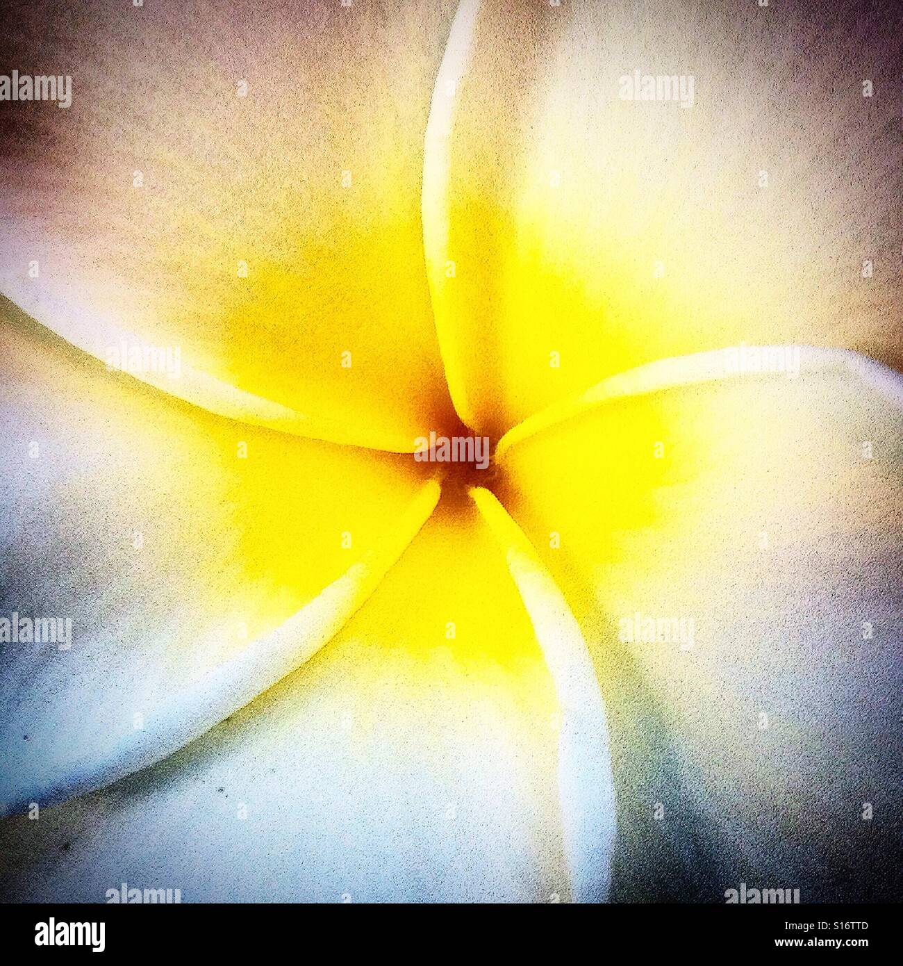 A detail of a sun in a flower in Merida, Yucatan, Mexico Stock Photo ...