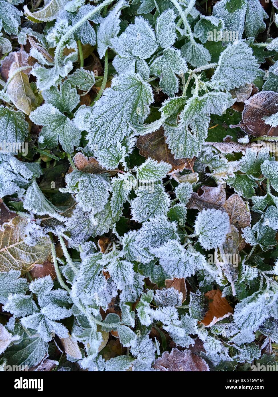 Frozen Nettles High Resolution Stock Photography and Images - Alamy