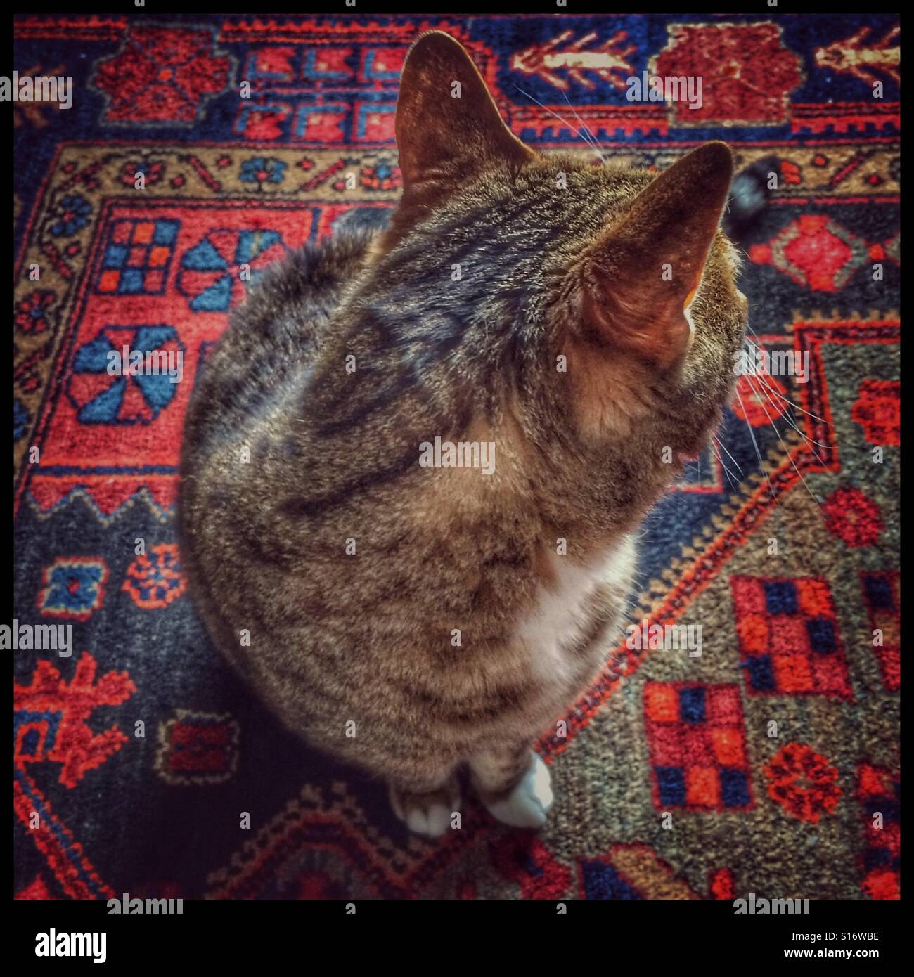 Cat looking over it's shoulder Stock Photo - Alamy