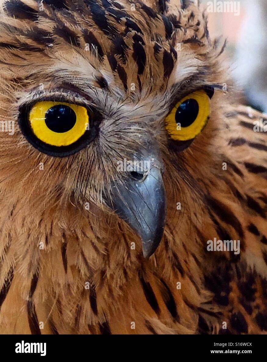 Fur owl hi-res stock photography and images - Alamy