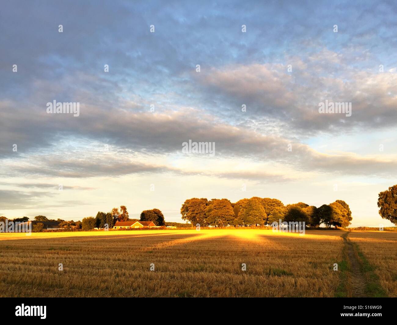 Star fields hi-res stock photography and images - Alamy