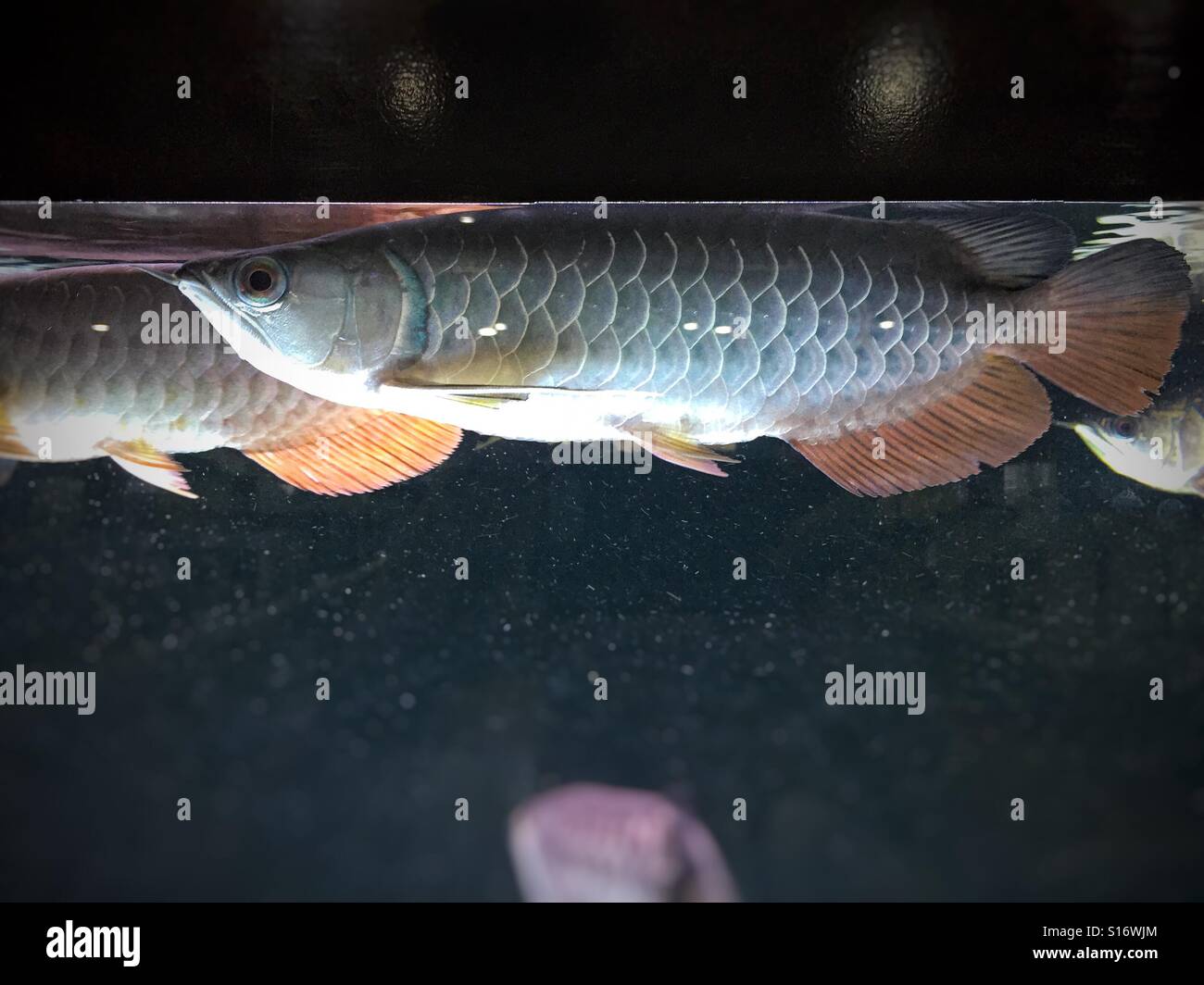 Arawana hi-res stock photography and images - Alamy