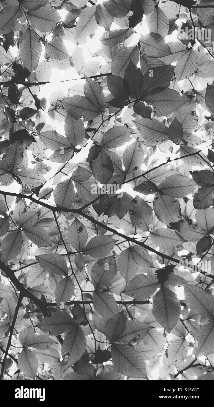 Leaves of autumn Black and White Stock Photos & Images - Alamy