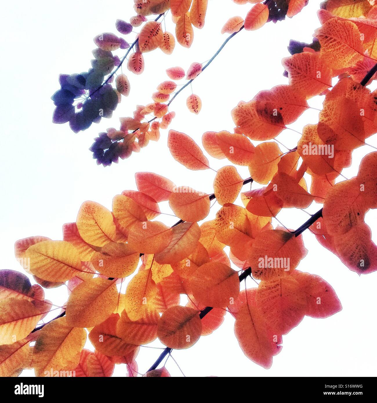 Different colour leaves hi-res stock photography and images - Alamy
