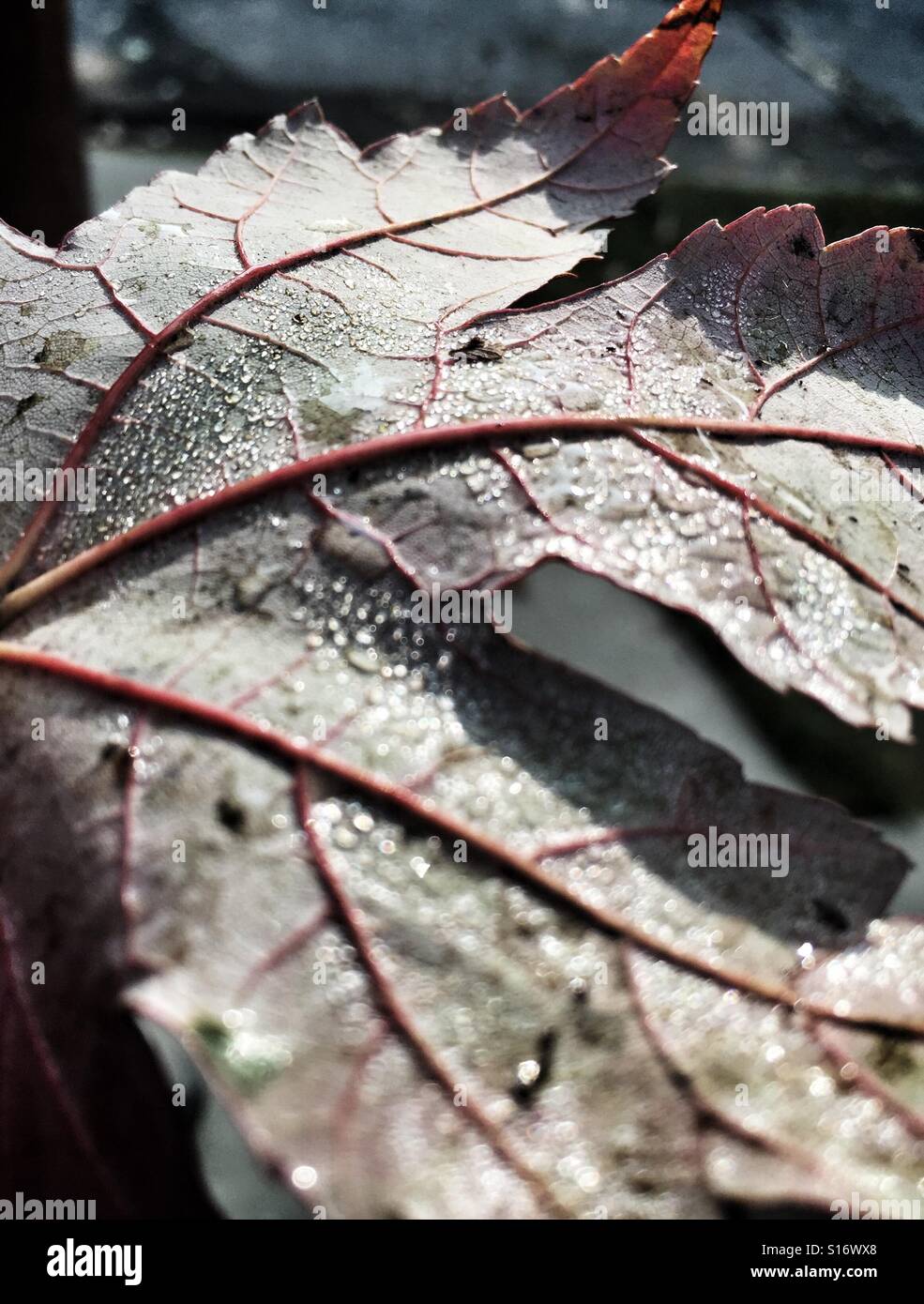 Dewy leaf hi-res stock photography and images - Alamy