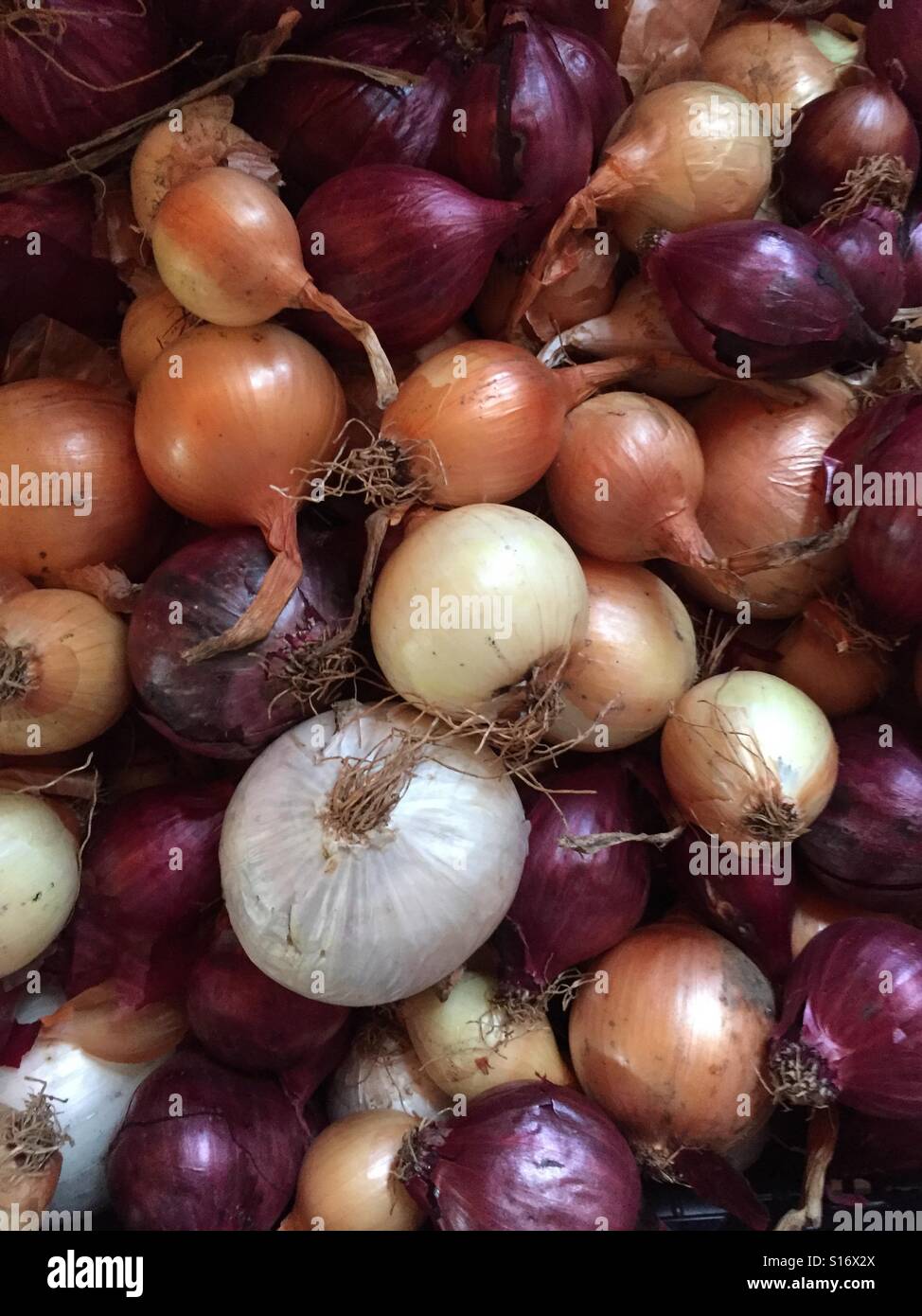 Country onions hi-res stock photography and images - Alamy