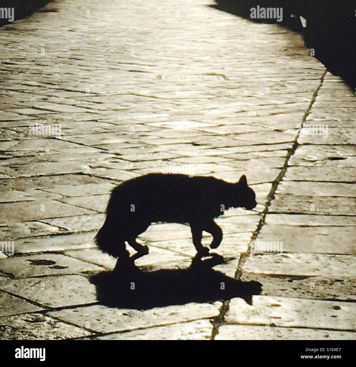 Creeping cat hi-res stock photography and images - Alamy