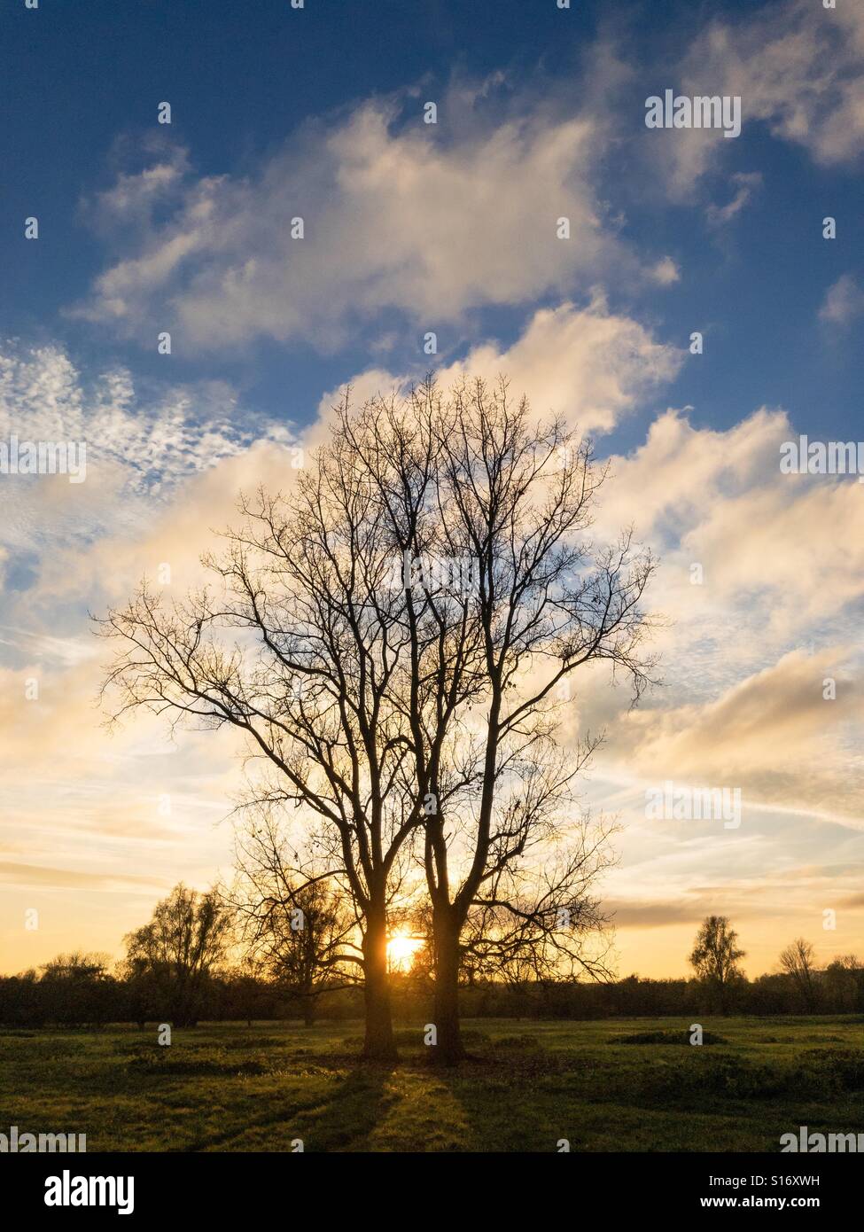 Two trees hi-res stock photography and images - Alamy