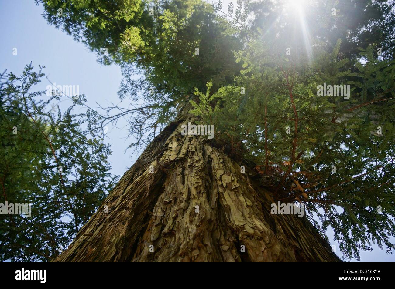 Tall tree hi-res stock photography and images - Alamy