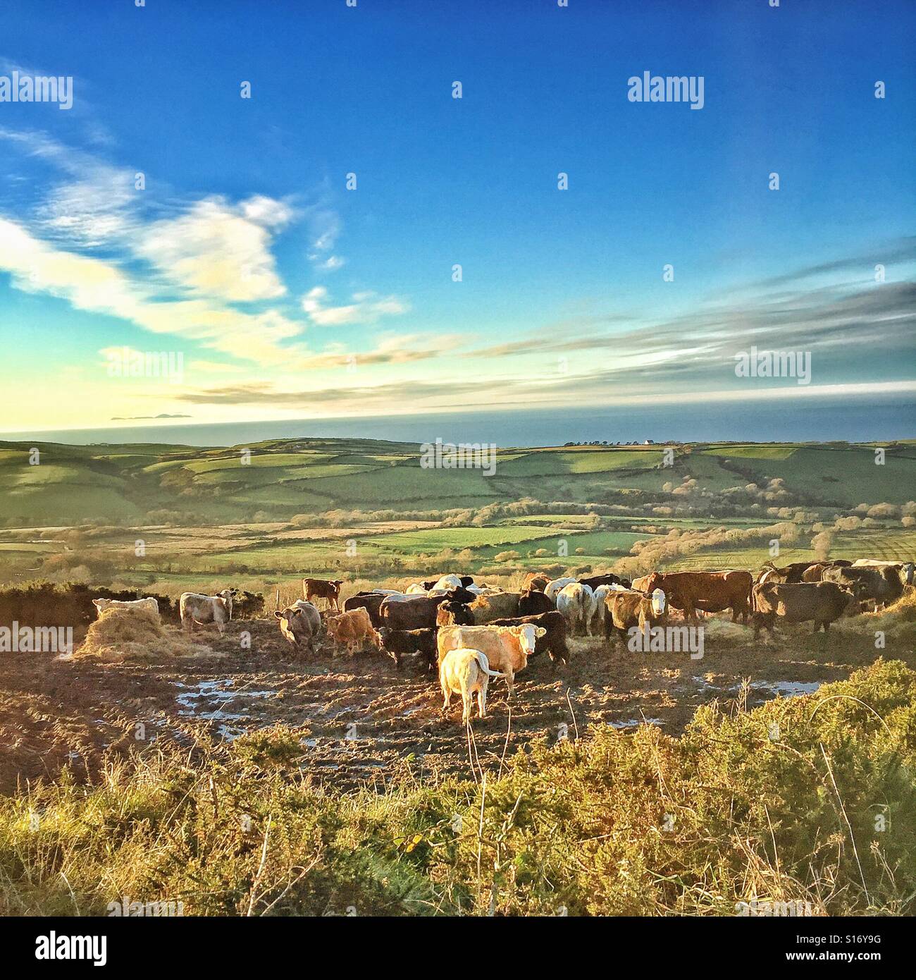 Sunshine and cows hi-res stock photography and images - Alamy