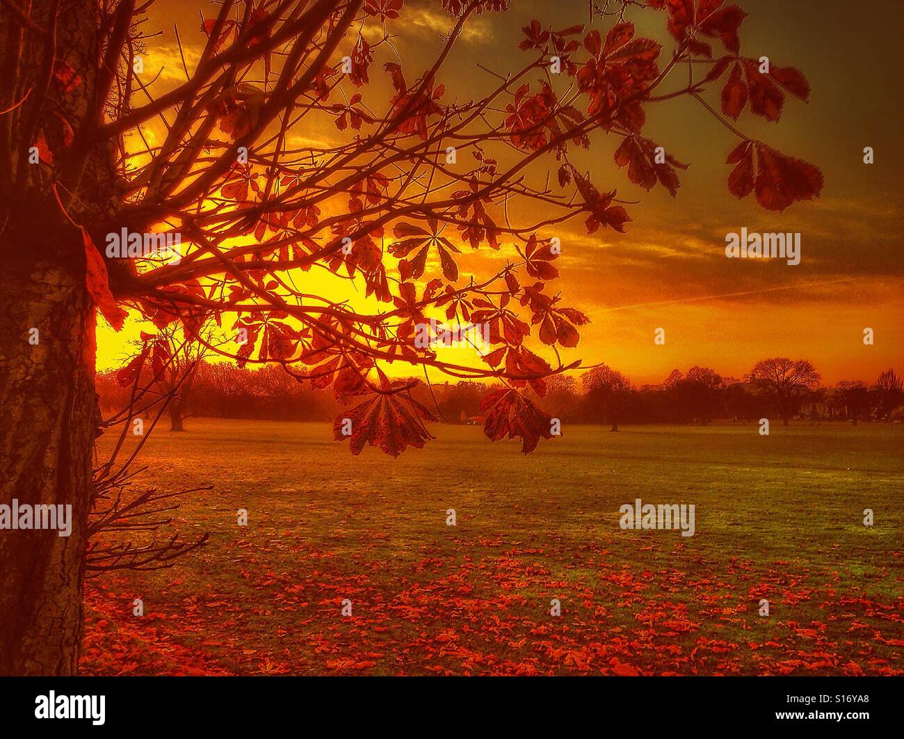 Park in morning sunrays hi-res stock photography and images - Alamy