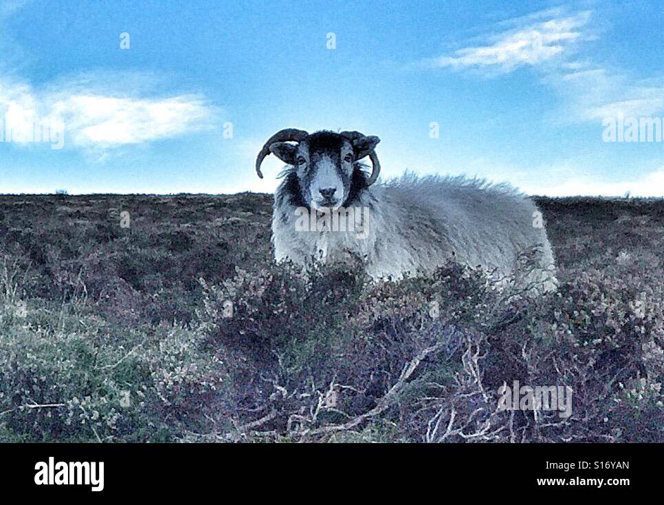 Sheep look up hi-res stock photography and images - Alamy