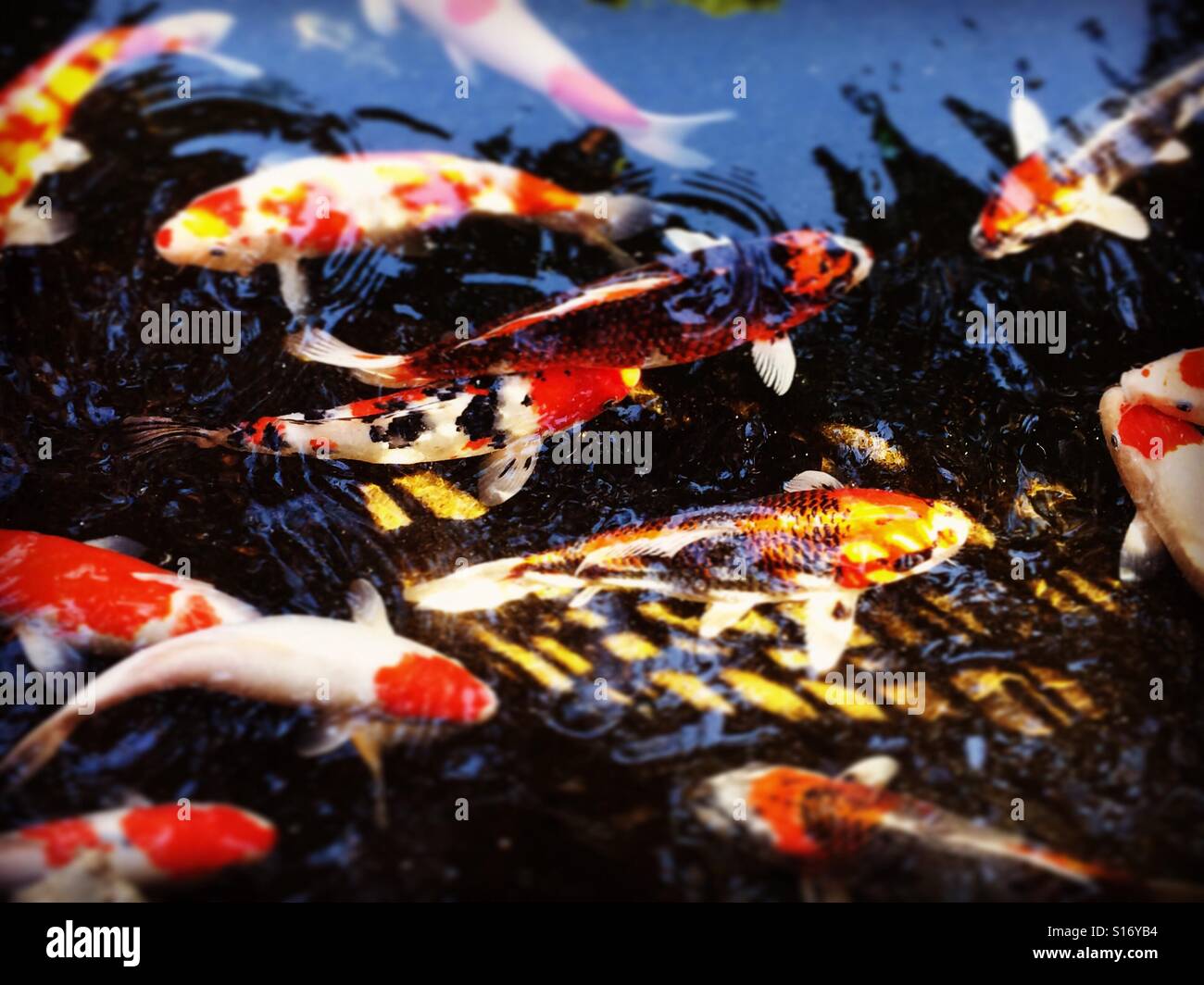 Pond common fish hi-res stock photography and images - Alamy