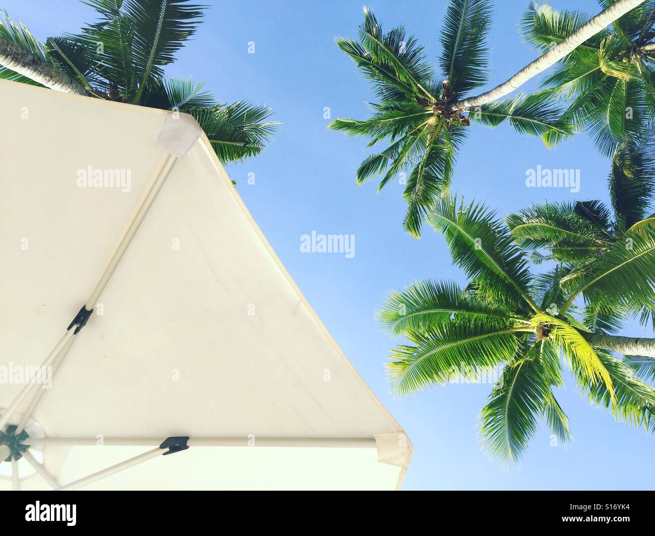 Umbrella palm hi-res stock photography and images - Alamy