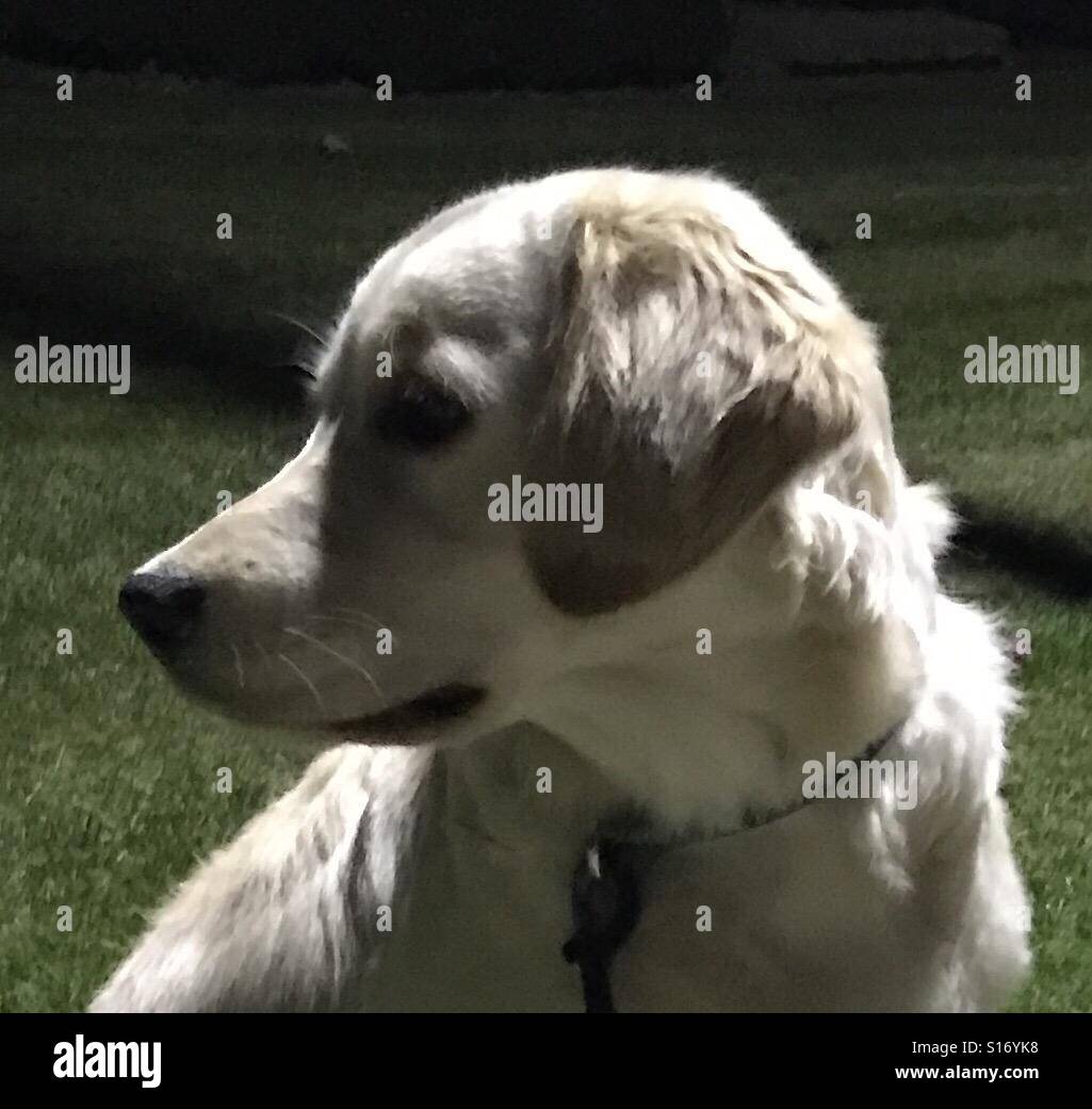 Night dog walk hi-res stock photography and images - Alamy