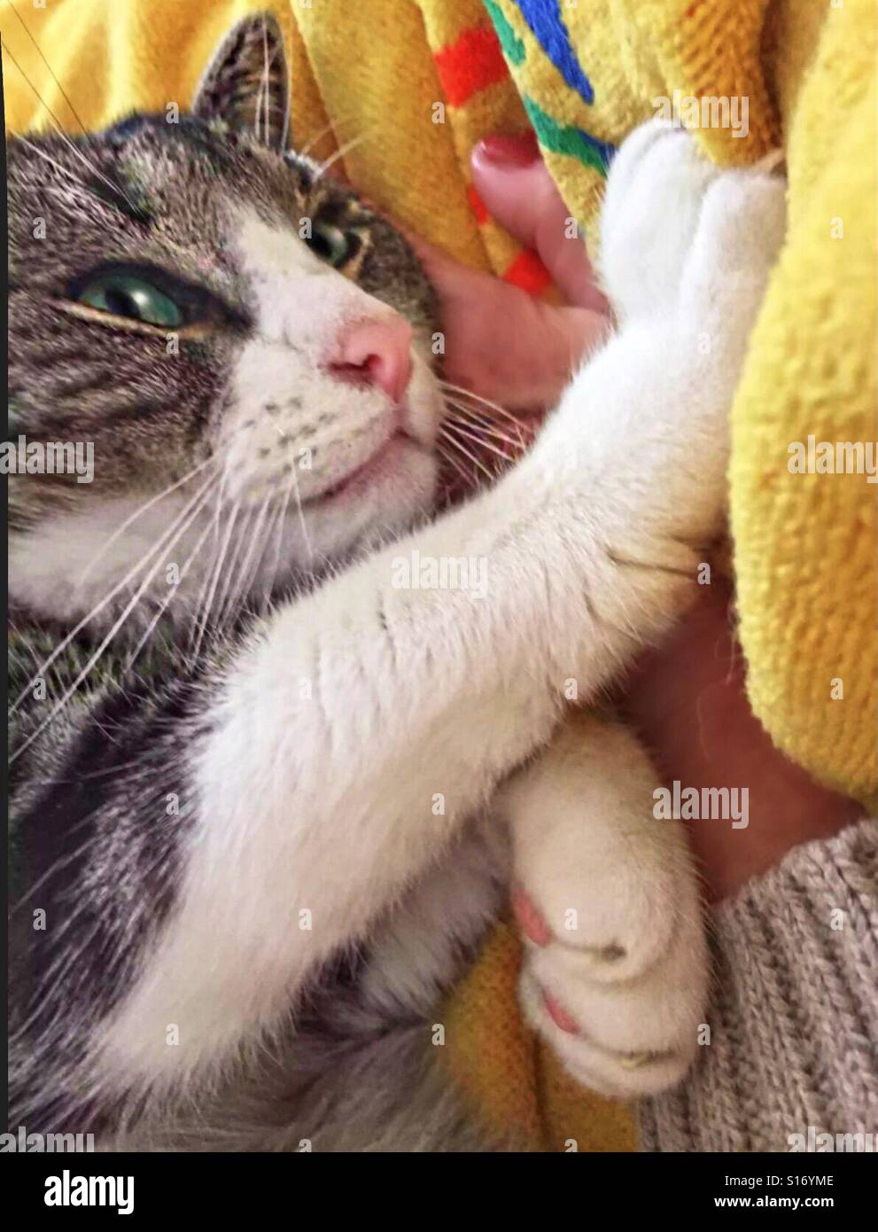 Cuddle the cat! Stock Photo - Alamy