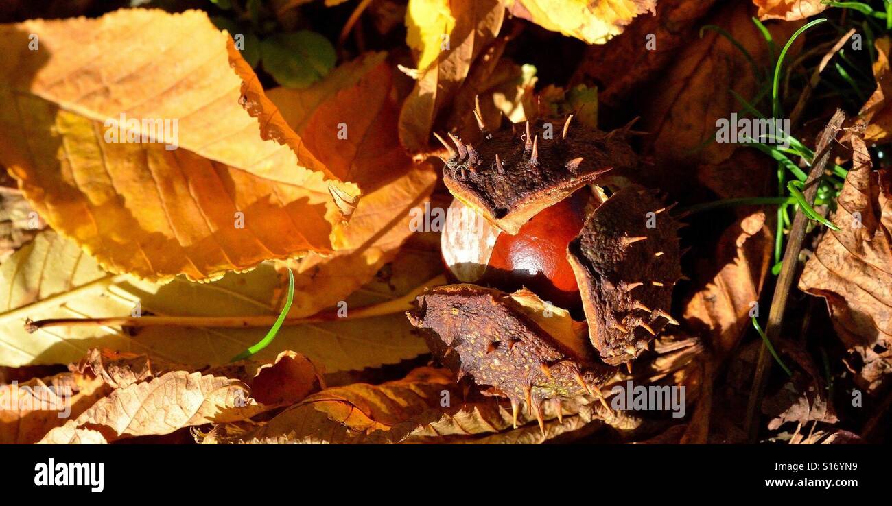 Conker seed pod hi-res stock photography and images - Alamy