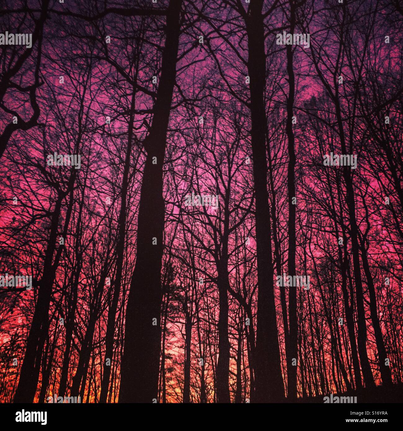 Forest and sunset hi-res stock photography and images - Alamy