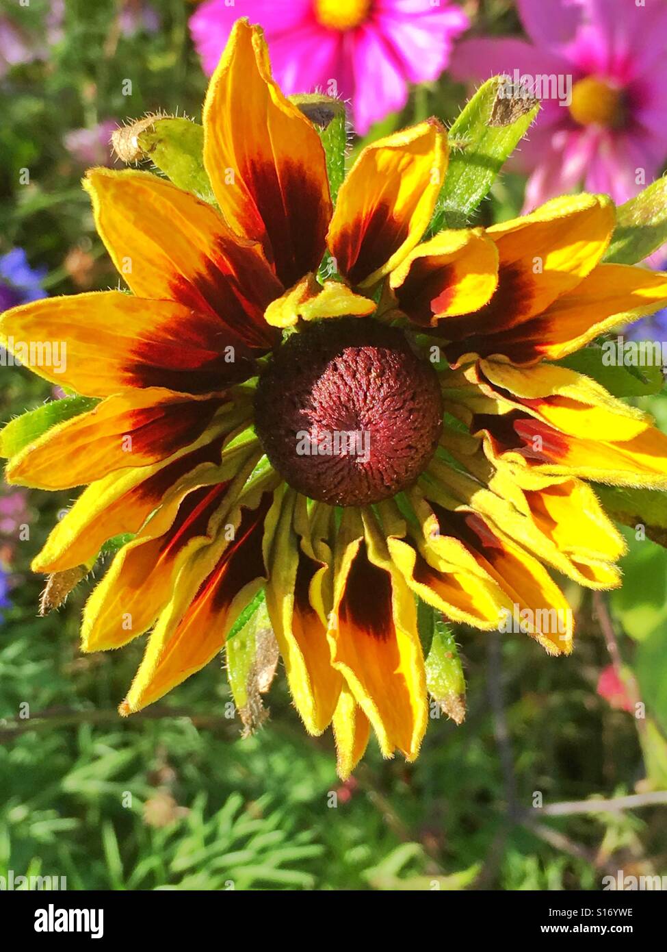 Golden summer flower hi-res stock photography and images - Alamy