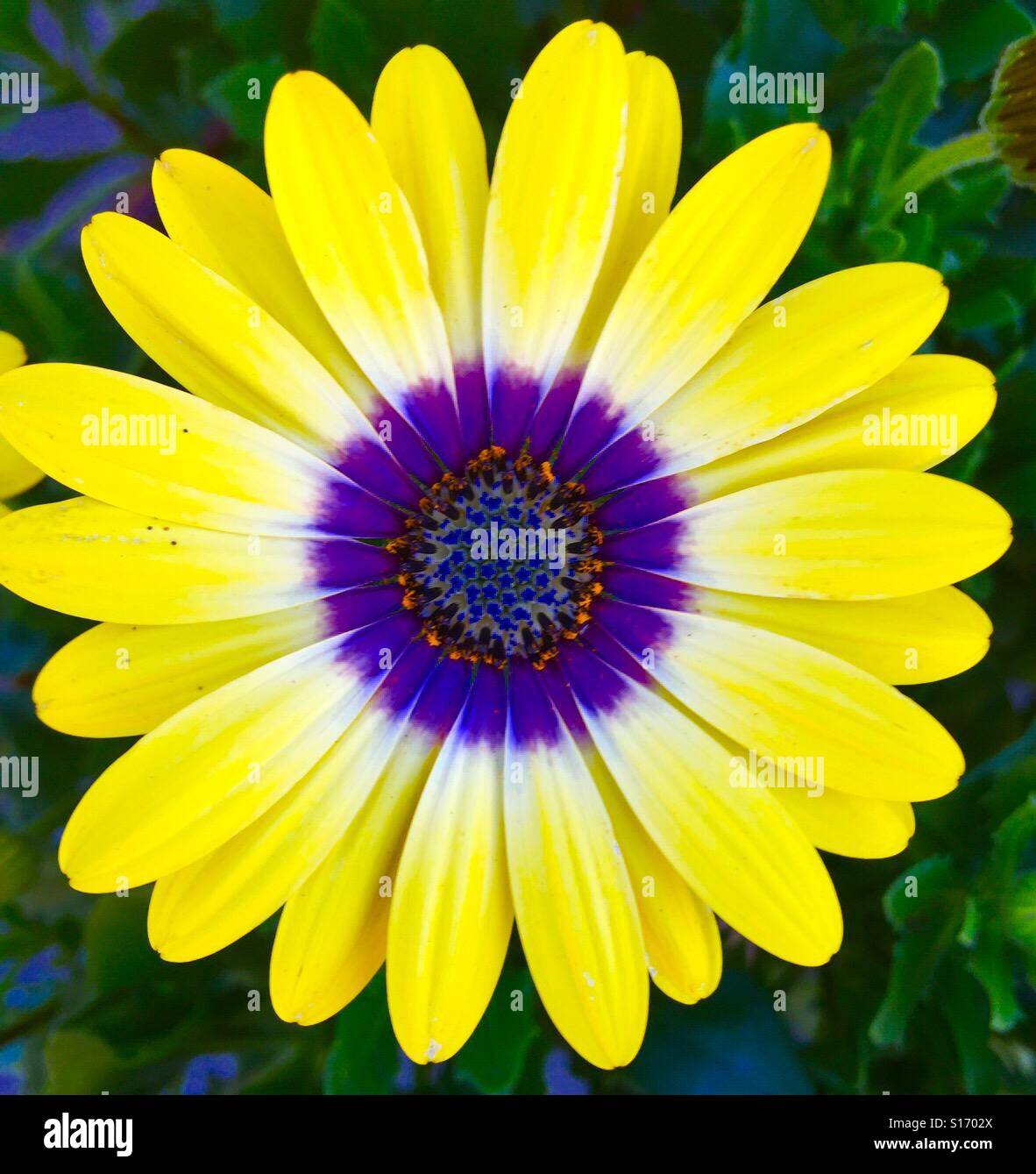 Purple daisys hi-res stock photography and images - Alamy