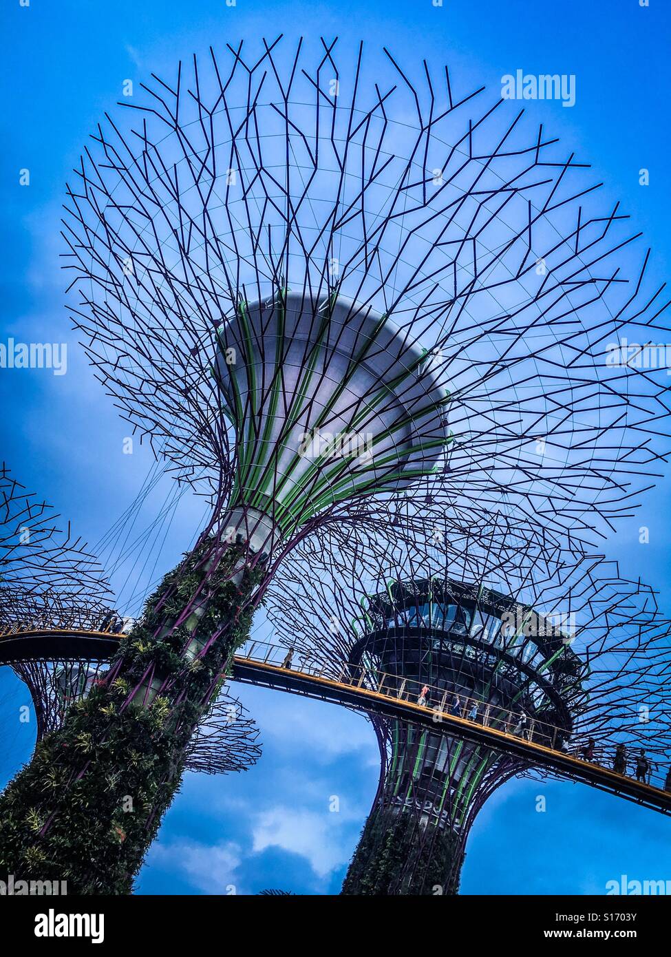 National Park Singapore Trees at Gabriel Swindell blog