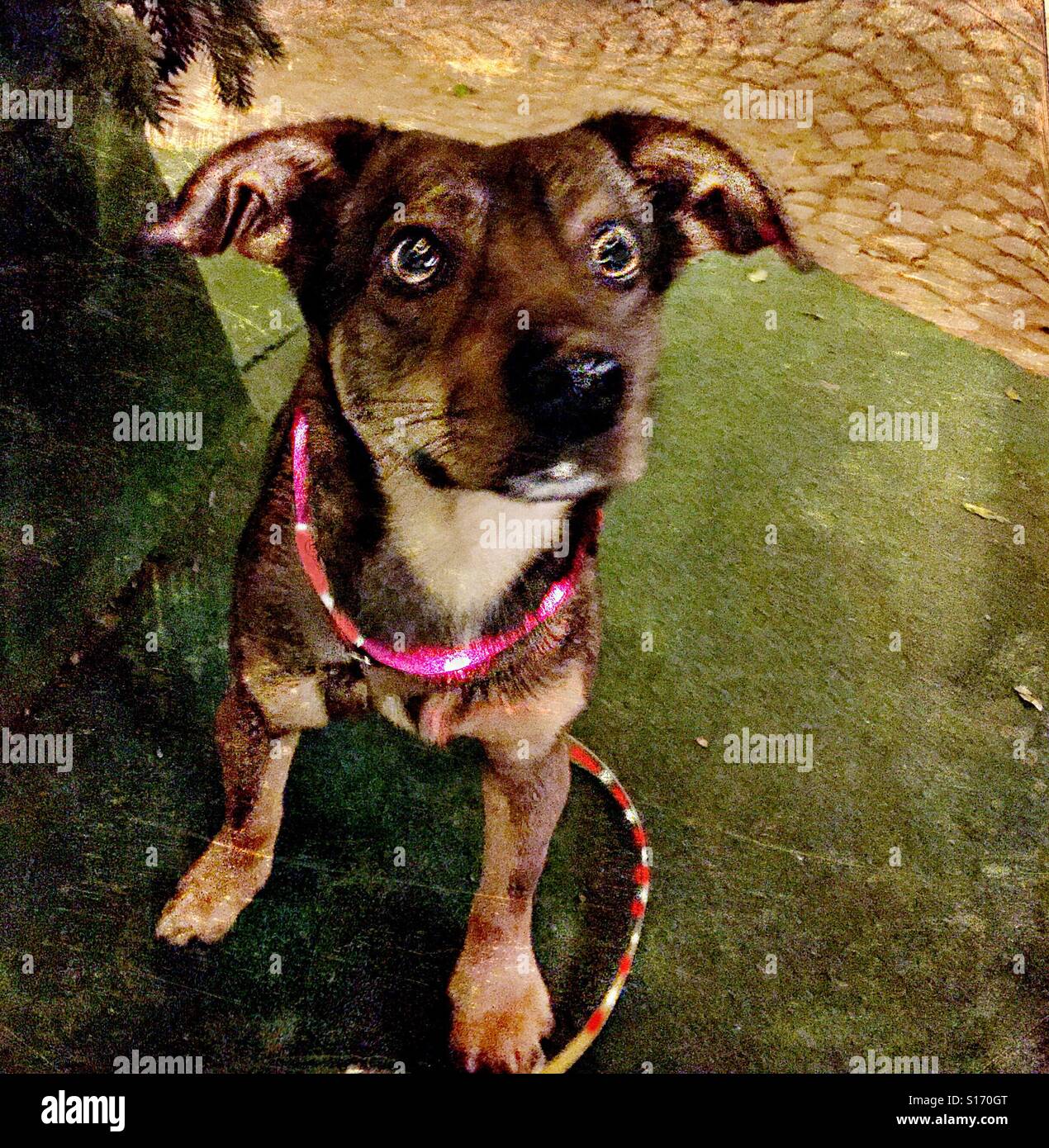 Very "lightful" dog...! Stock Photo - Alamy