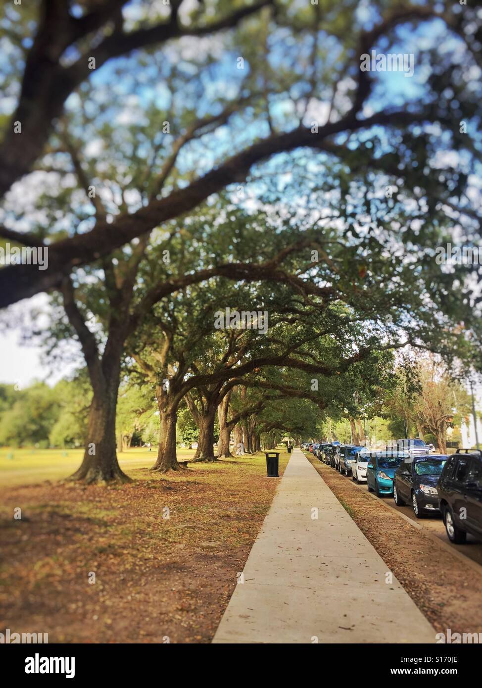 New Orleans Oak Trees High Resolution Stock Photography and Images - Alamy