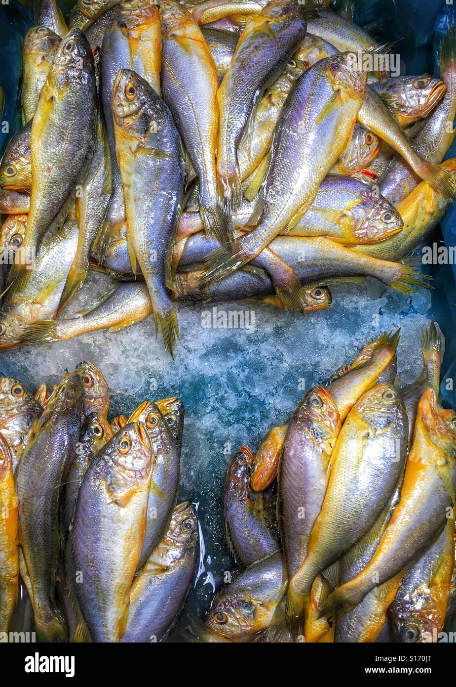 Fish market in shanghai china hi-res stock photography and images - Alamy