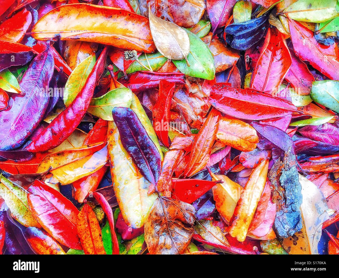 Wet Autumnal Leaves High Resolution Stock Photography and Images - Alamy