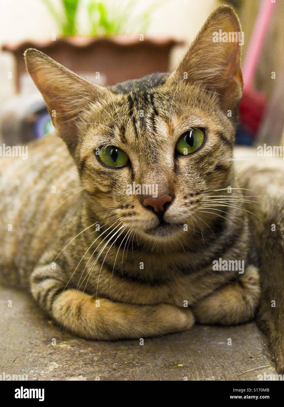 Like and tiger hi-res stock photography and images - Alamy