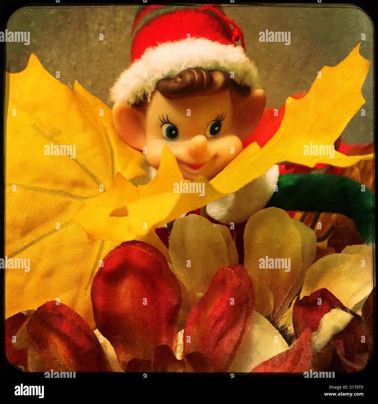 A Christmas elf emerging from fall flowers and leaves Stock Photo - Alamy
