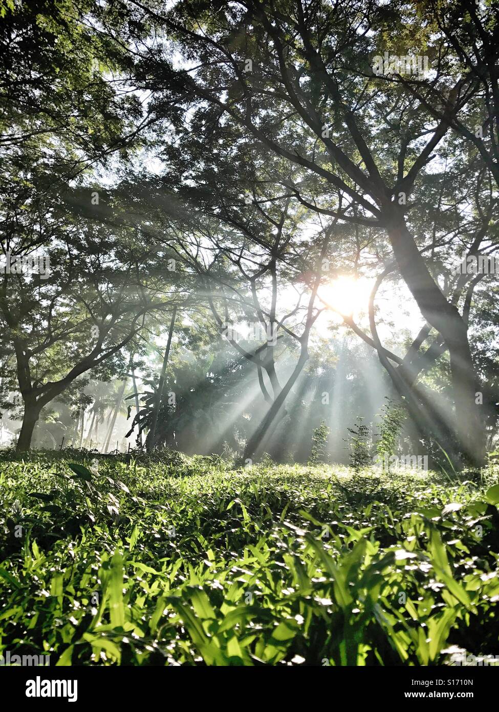 Ray grass hi-res stock photography and images - Alamy
