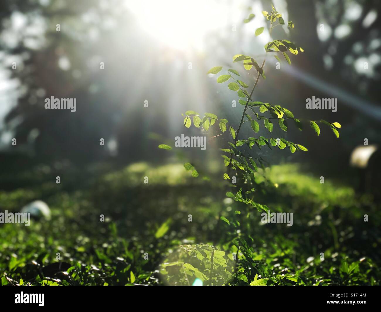 Tree fail hi-res stock photography and images - Alamy