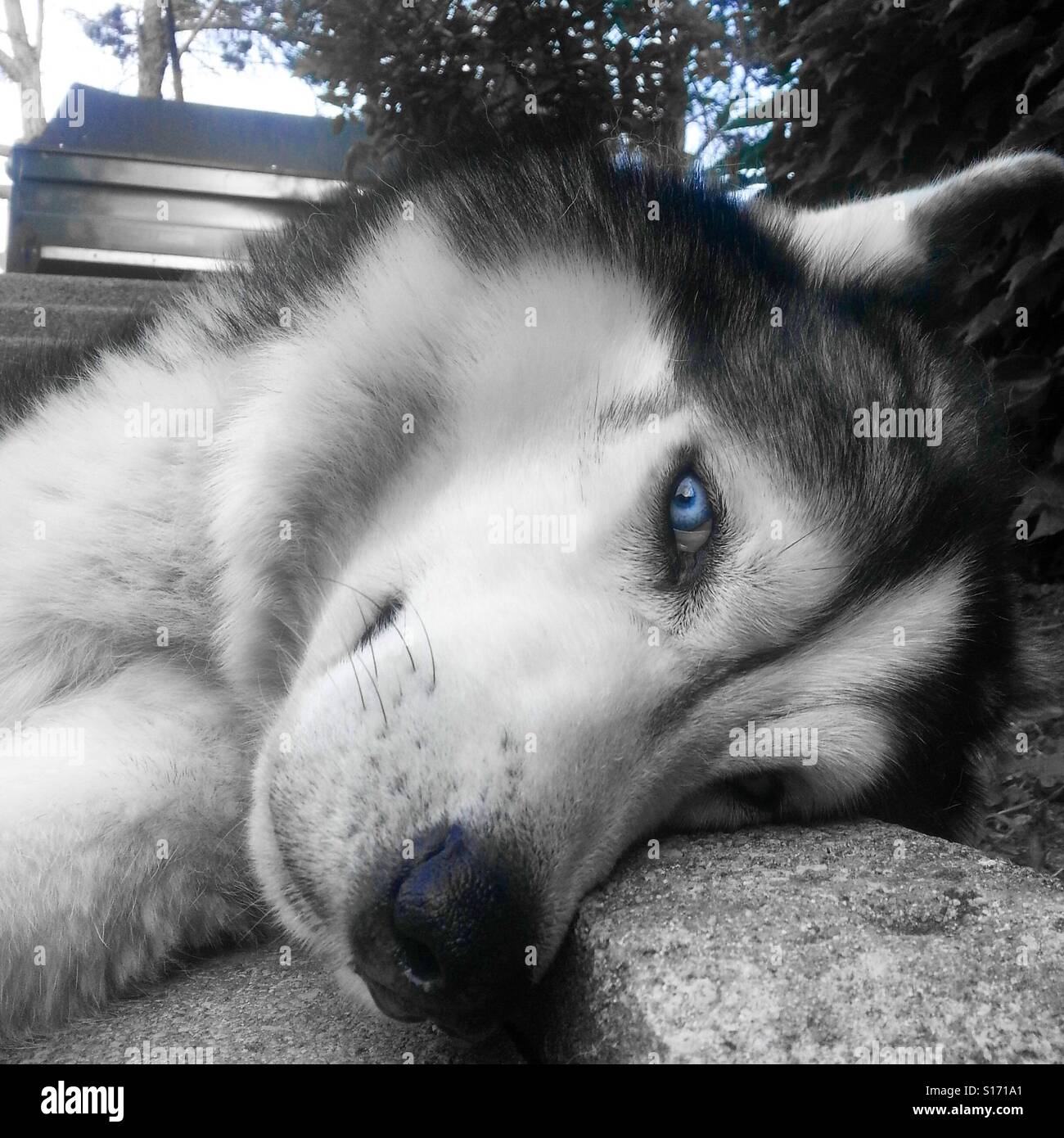 Siberian Husky Eyes Close Up High Resolution Stock Photography and ...