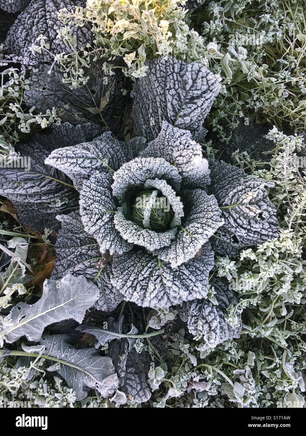 Winter frost in green cabbage Stock Photo - Alamy