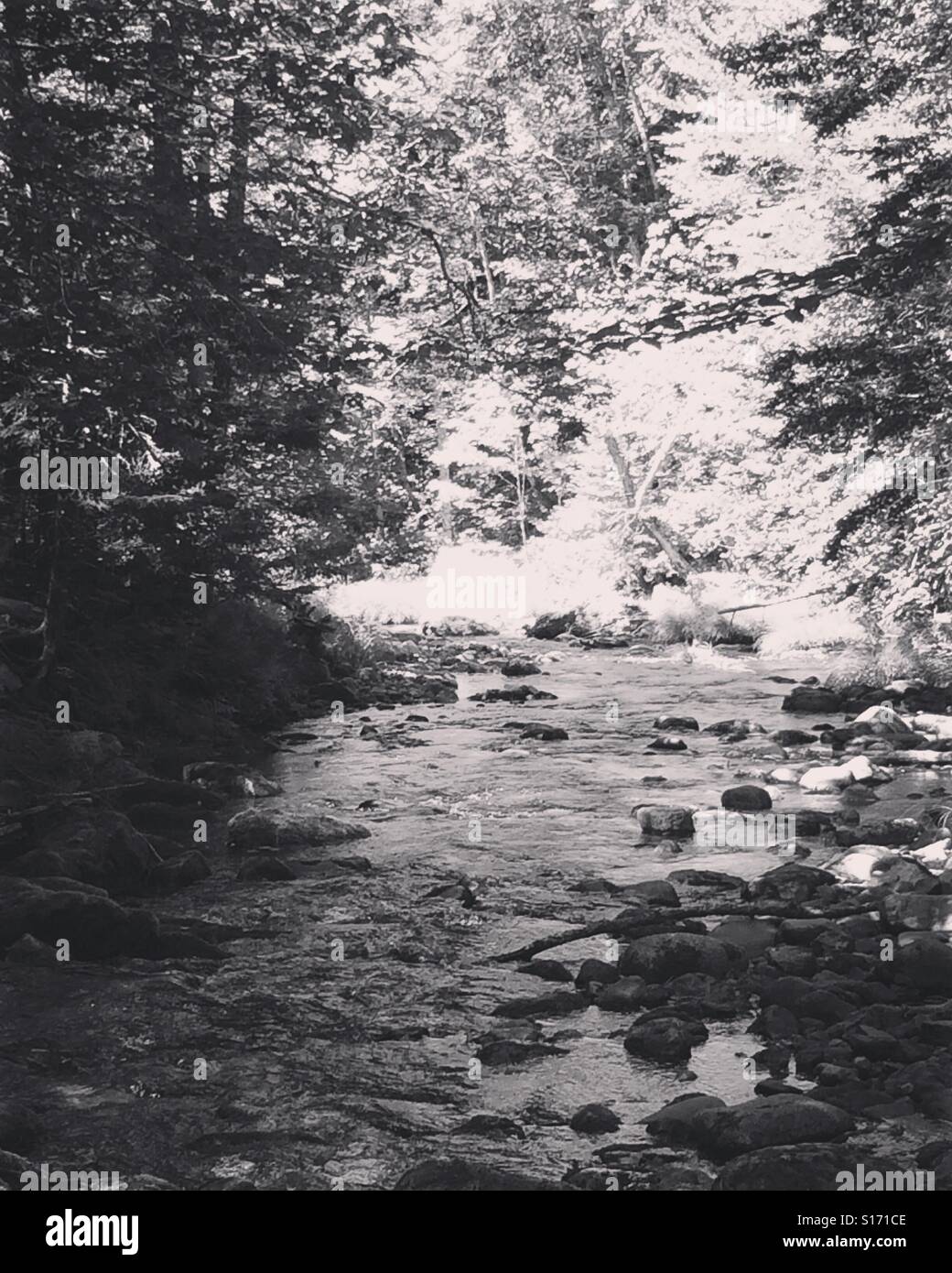 River through the forest hi-res stock photography and images - Alamy