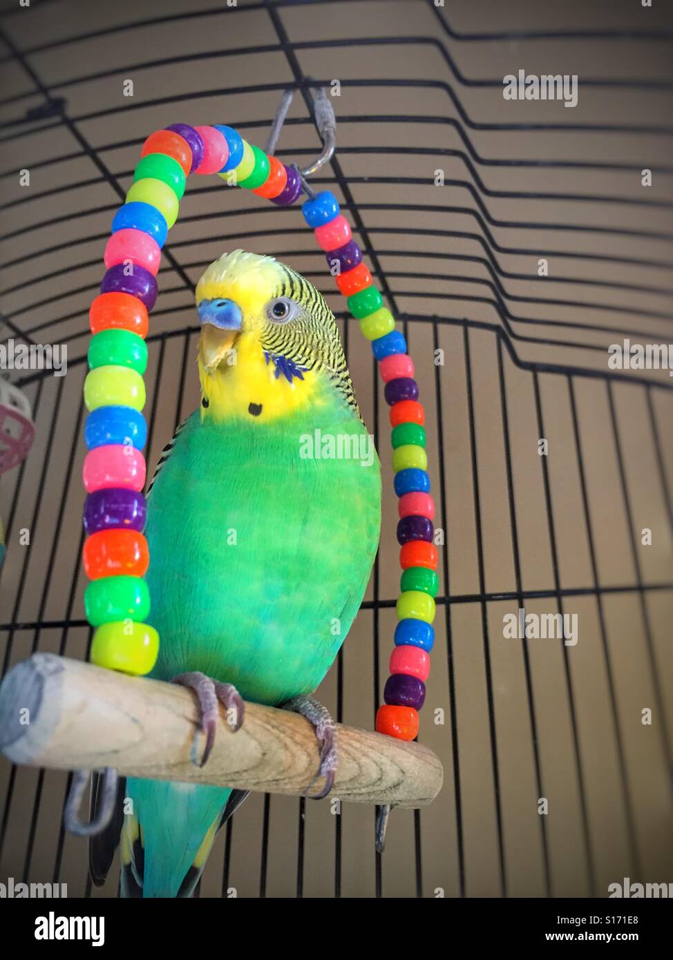 Mickey my budgie happy on his perch Stock Photo - Alamy