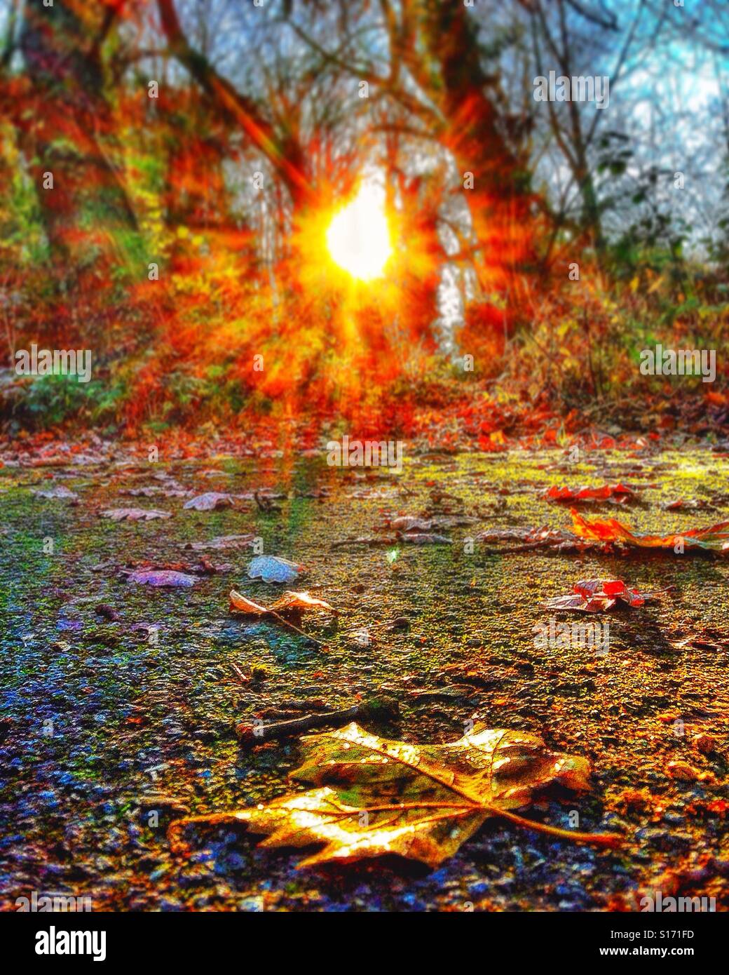Ground level forest floor hi-res stock photography and images - Alamy