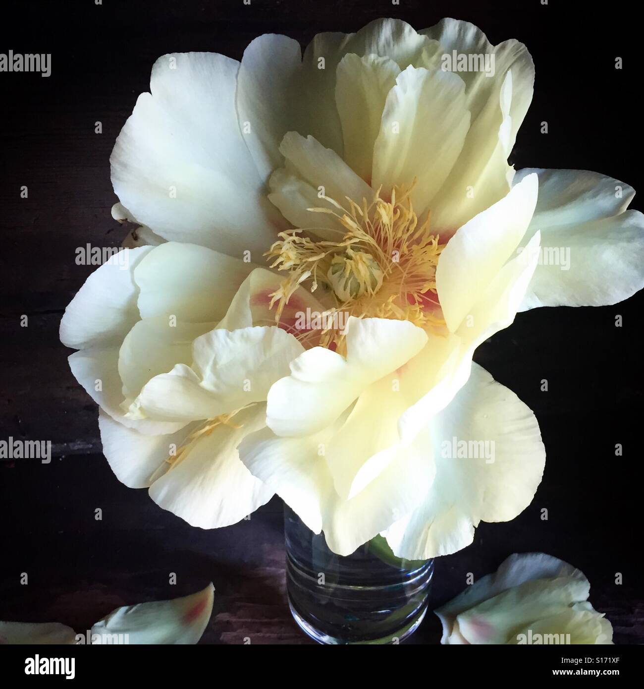 Yellow tree peony hi-res stock photography and images - Alamy